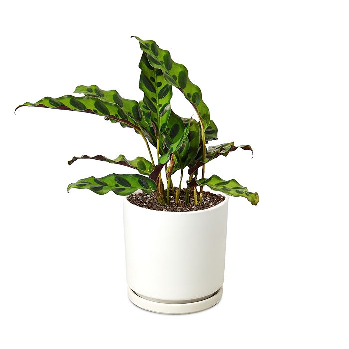 House Plant Shop Calathea Plant in White Cylinder Pot | Bloomingdale's