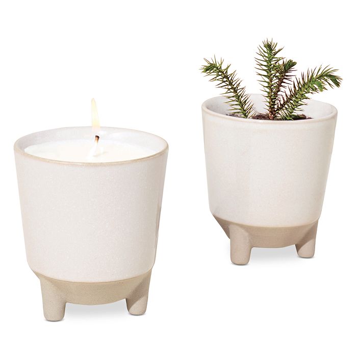 Modern Sprout Spruce Glow and Grow Kit | Bloomingdale's