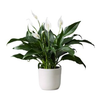 plants.com 6" Peace Lily (Spath Plant) | Bloomingdale's