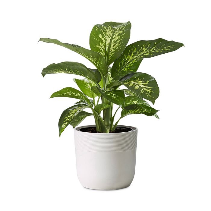 plants.com Large Fiddle Leaf Fig | Bloomingdale's