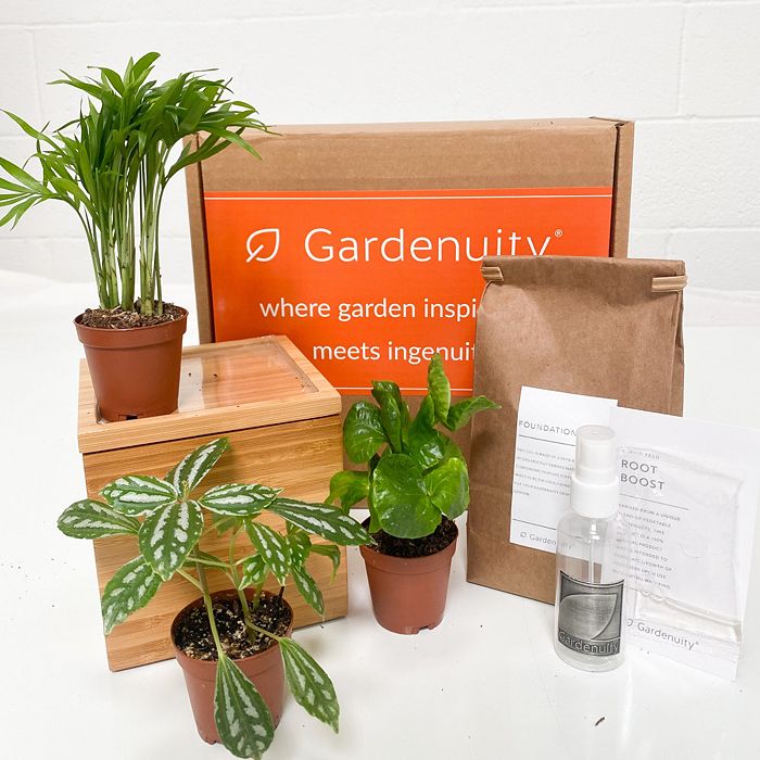 Gardenuity Tropical Desktop Bamboo Garden | Bloomingdale's