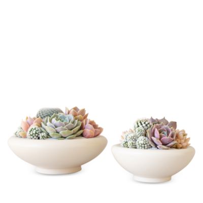 Click here for Jungle Club Birdie Bowl prices